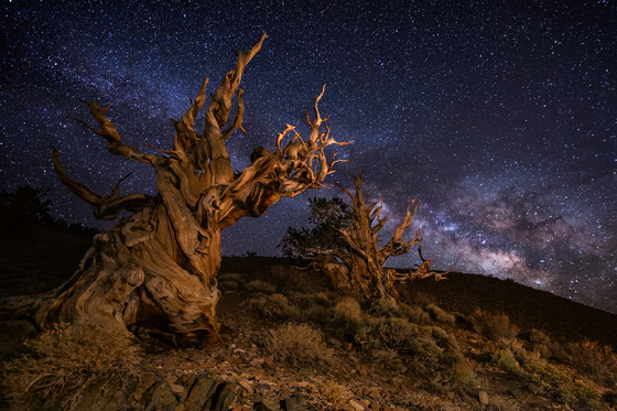 Share the Experience 2025 - Entry Info - Inyo National Forest, Ancient ...