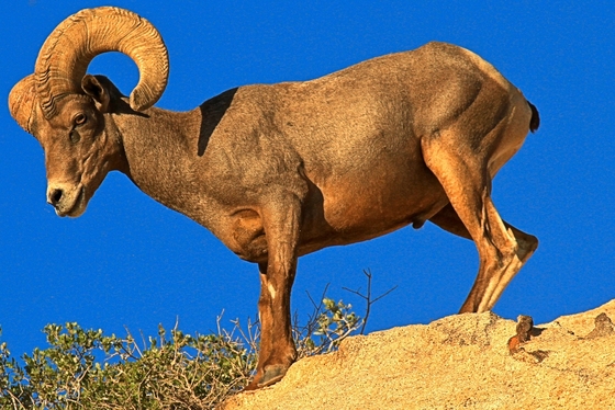 Share the Experience 2024 - Entry Info - Joshua Tree National Park