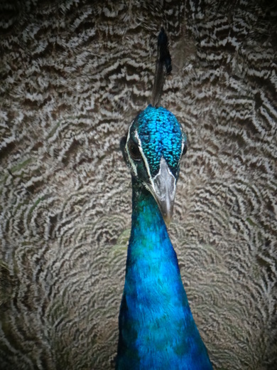 Share the Experience 2025 - Entry Info - Spring River Park and Zoo In ...