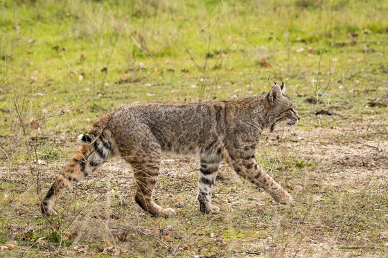 Share the Experience 2025 - Entry Info - Pinnacles National Park