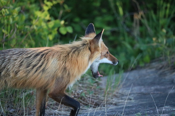Share the Experience 2025 - Entry Info - Isle Royale National Park