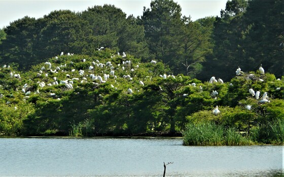 Share the Experience 2025 - Entry Info - Harris Neck National Wildlife ...