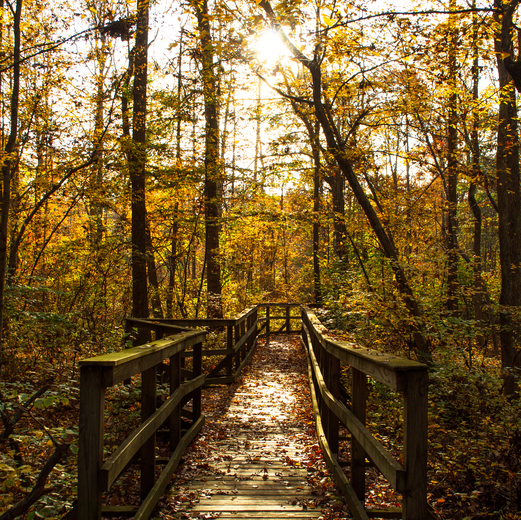 Share the Experience 2025 - Entry Info - Great Swamp National Wildlife ...