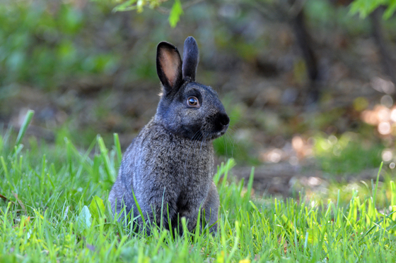 Canadian Geographic 2020 Annual Wildlife Contest | Melanistic Eastern ...