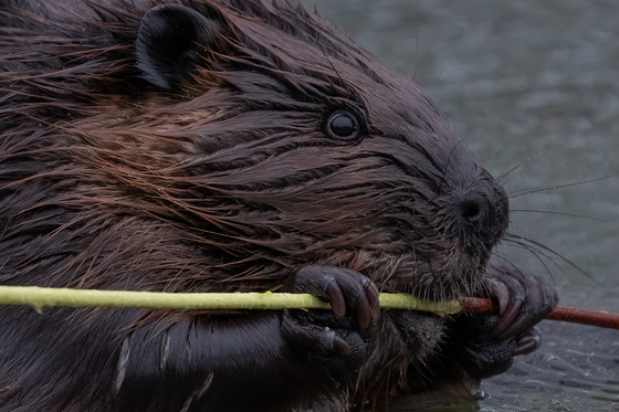 Shot On Nikon 2021 - Entry Info - Beaver having a nice snack