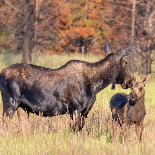 Share the Experience | home