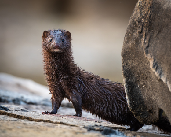 Canadian Photos of the Year 2021 - Entry Info - Mink