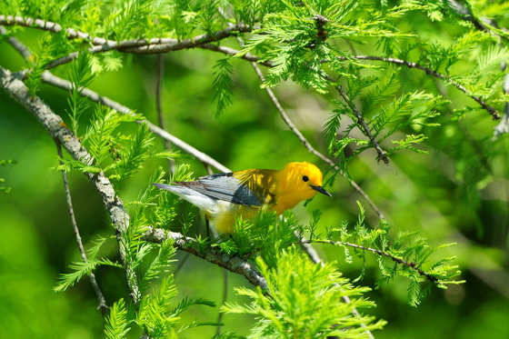 Share the Experience 2025 - Entry Info - Pungo Unit Of Pocosin Lakes ...