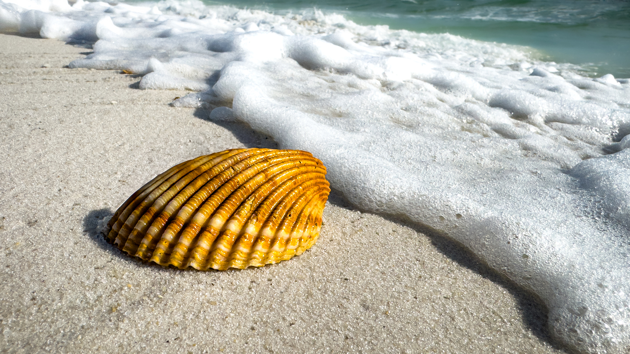 Share the Experience 2024