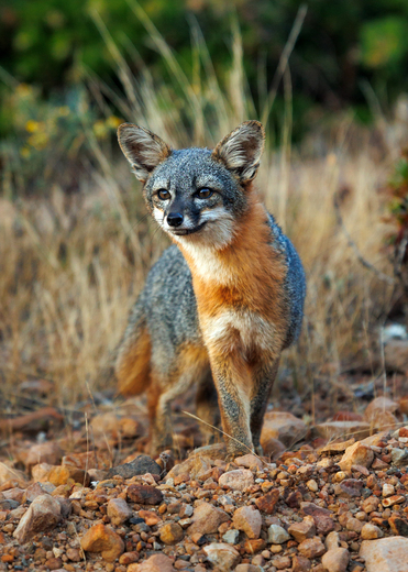 Share the Experience 2025 - Entry Info - Santa Rosa Island